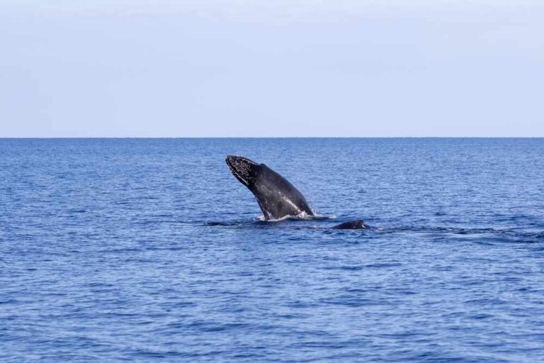 Mystery Whale Death Sparks Accountability Debate | Liberty Caller